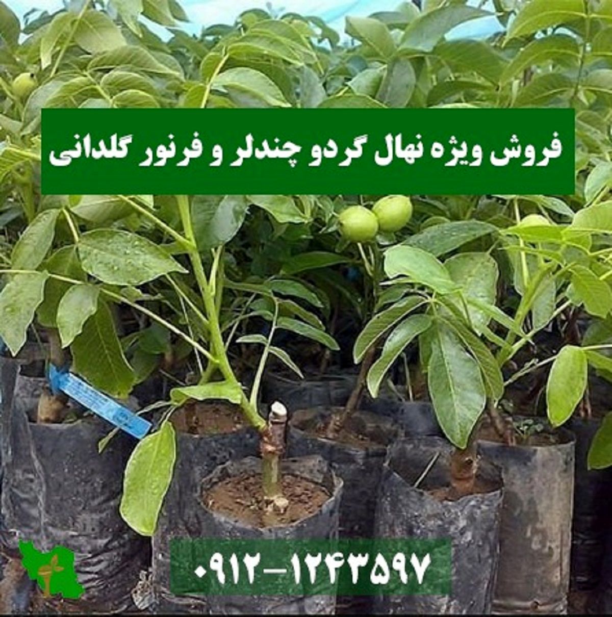 فروش ویژه نهال گردو چندلر و فرنور گلدانی با مجوز جهاد کشاورزی
